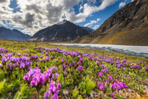 Tundra photos from Alaska's Interior and Arctic landscape.