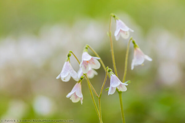 Alaska wildflower photos and natural history information.