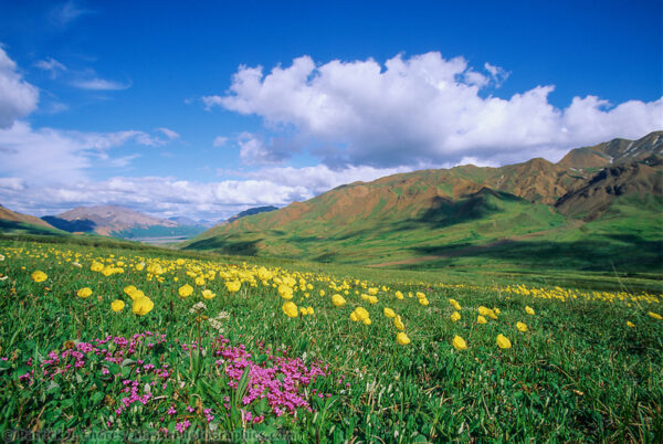 Alaska wildflower photos and natural history information.